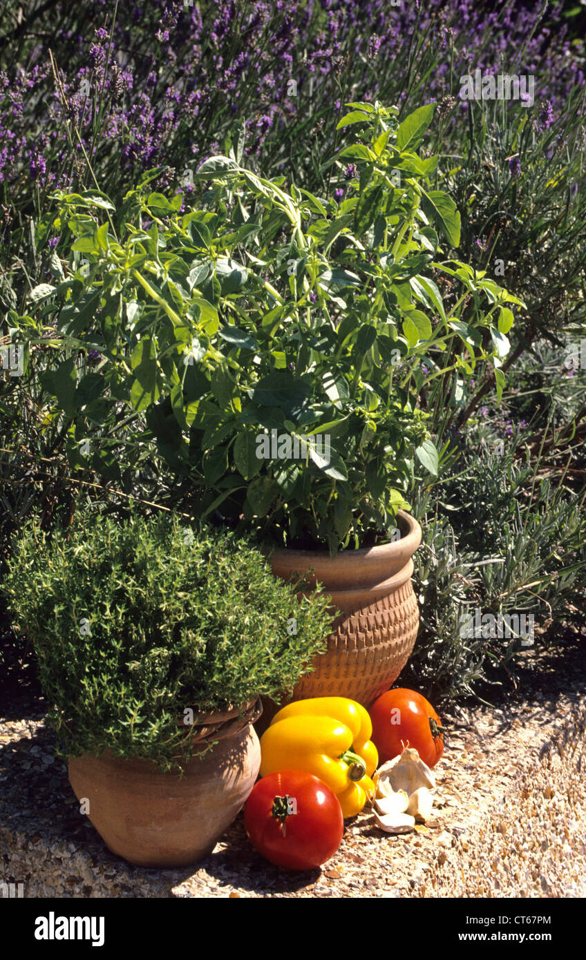 Aromatic plants pots hi-res stock photography and images - Alamy