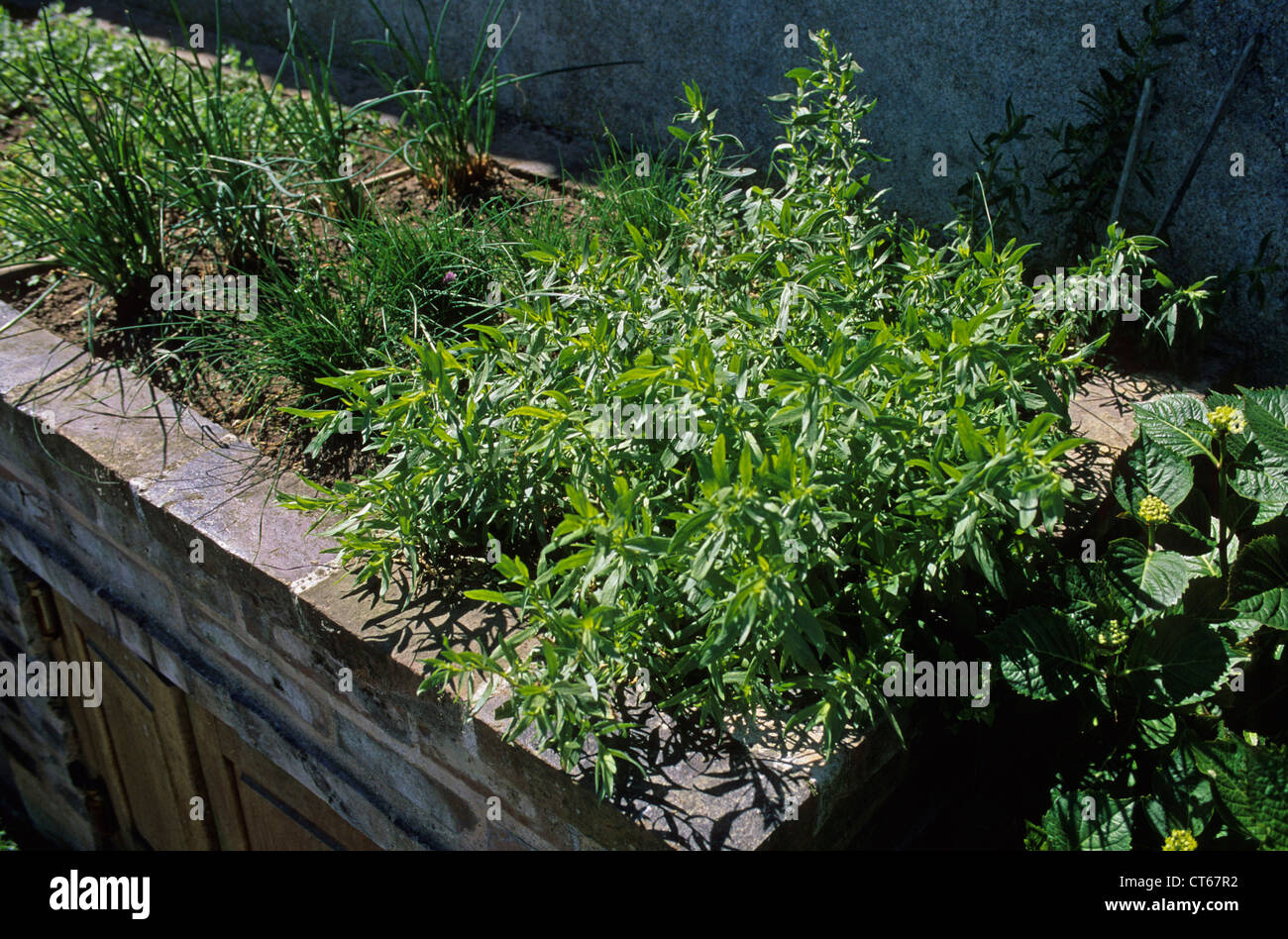 Cultured plant hi-res stock photography and images - Alamy
