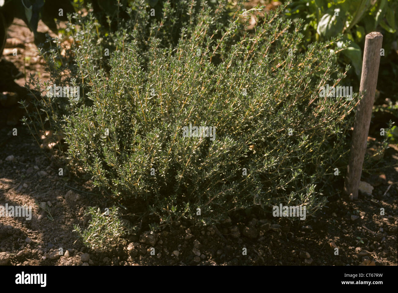 Thyme thymus sp hi-res stock photography and images - Alamy