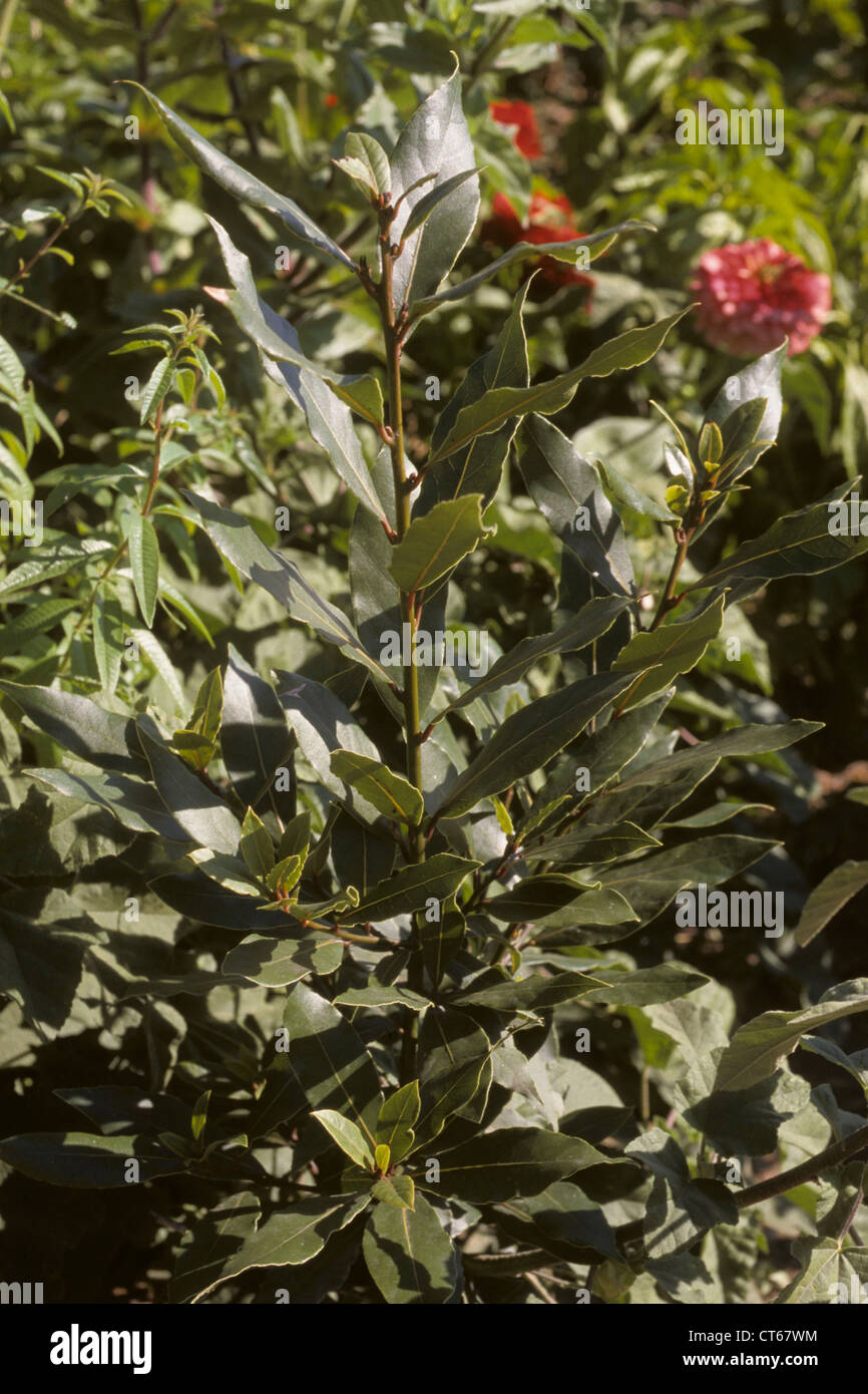 Sweet Bay Laurel Bay Tree High Resolution Stock Photography and Images ...