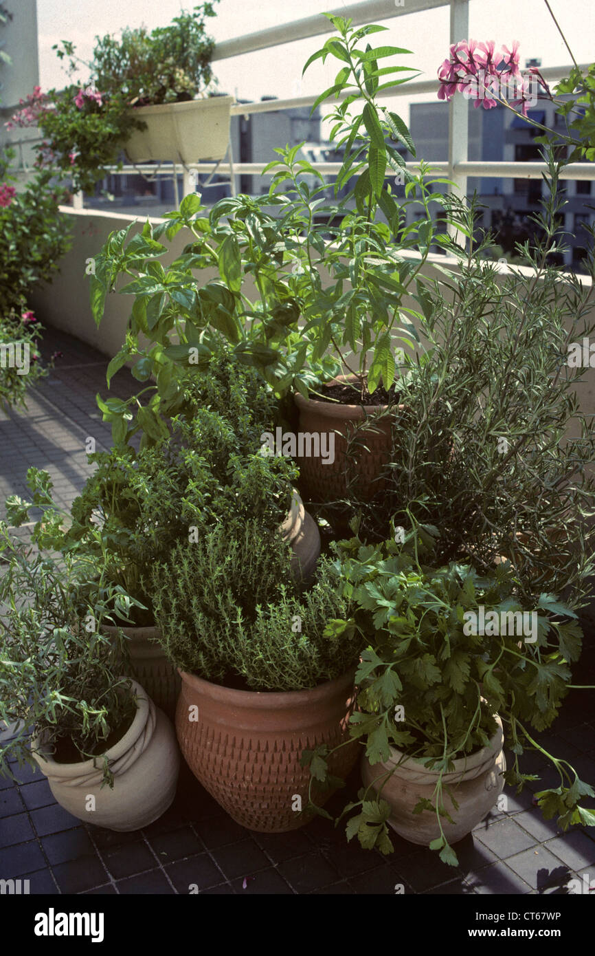 Pot of aromatic plants hi-res stock photography and images - Alamy