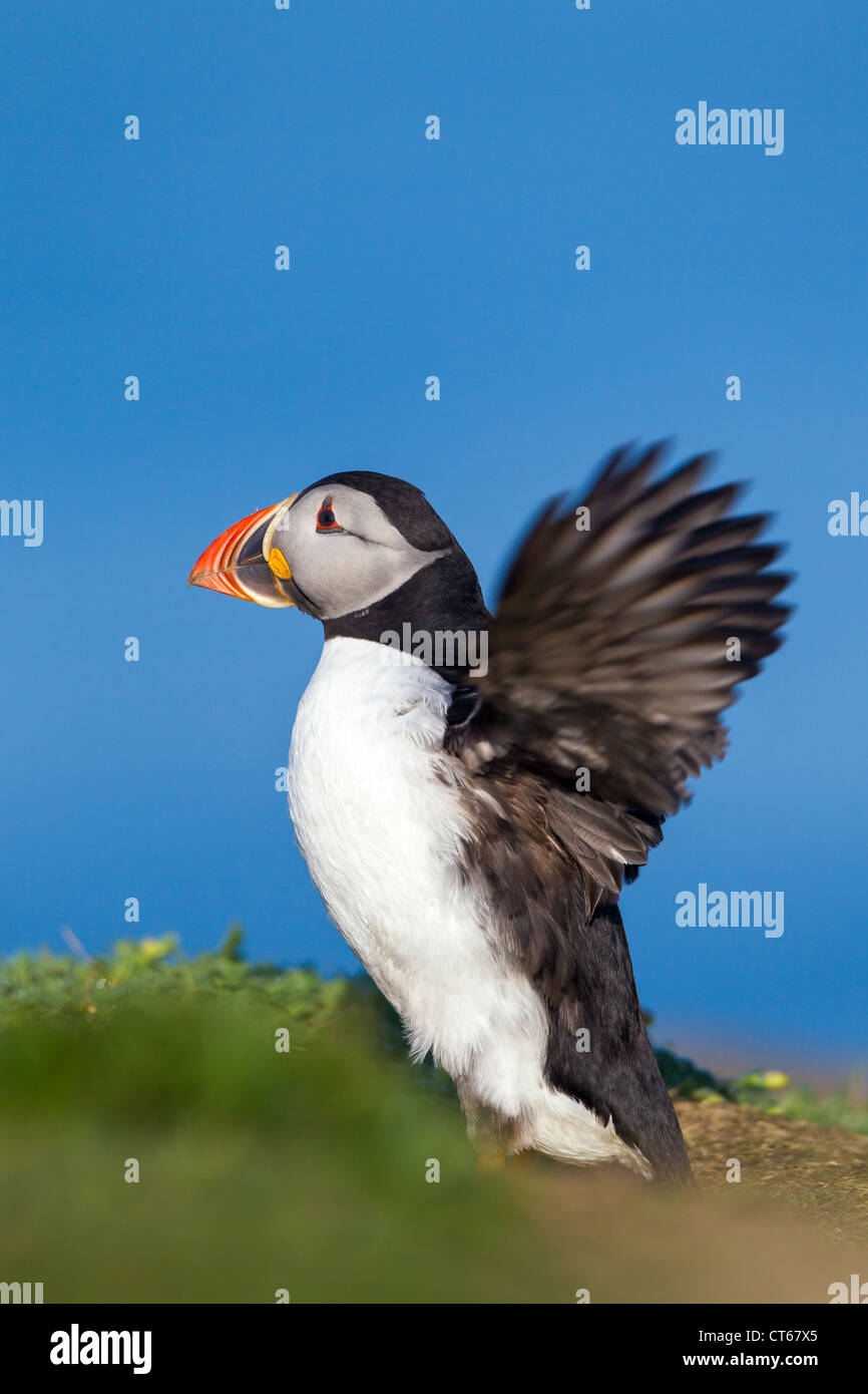 Puffin portrait and landscape Stock Photo - Alamy