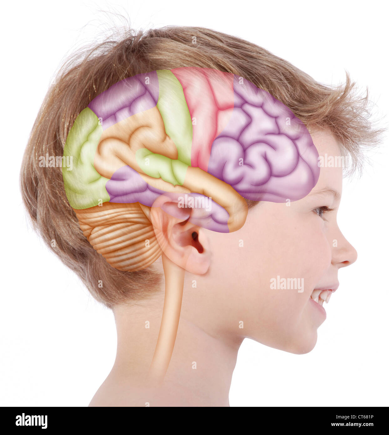 Cerebral cortex hi-res stock photography and images - Alamy