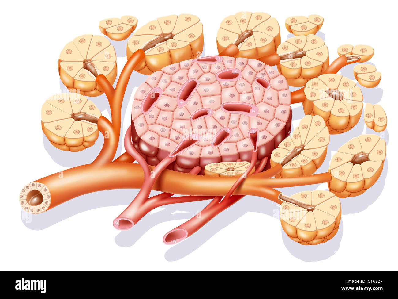 Islets Of Langerhans Diagram