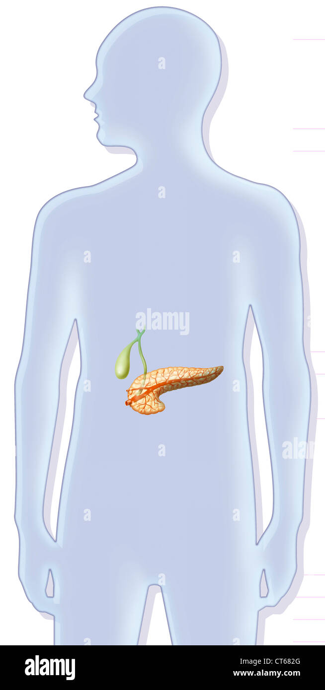 Ductus biliaris hi-res stock photography and images - Alamy