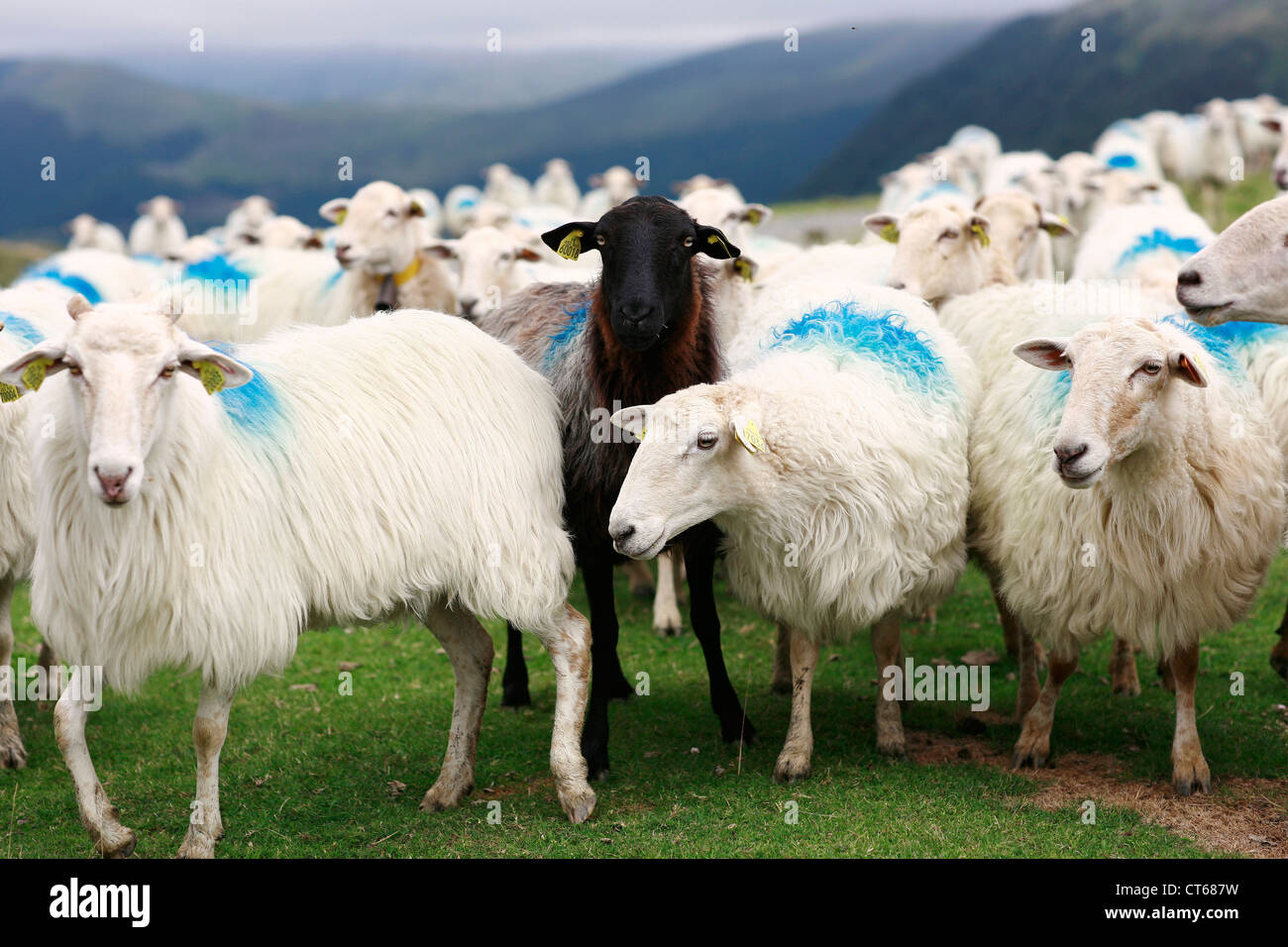 Herd sheep farm marked hi-res stock photography and images - Alamy