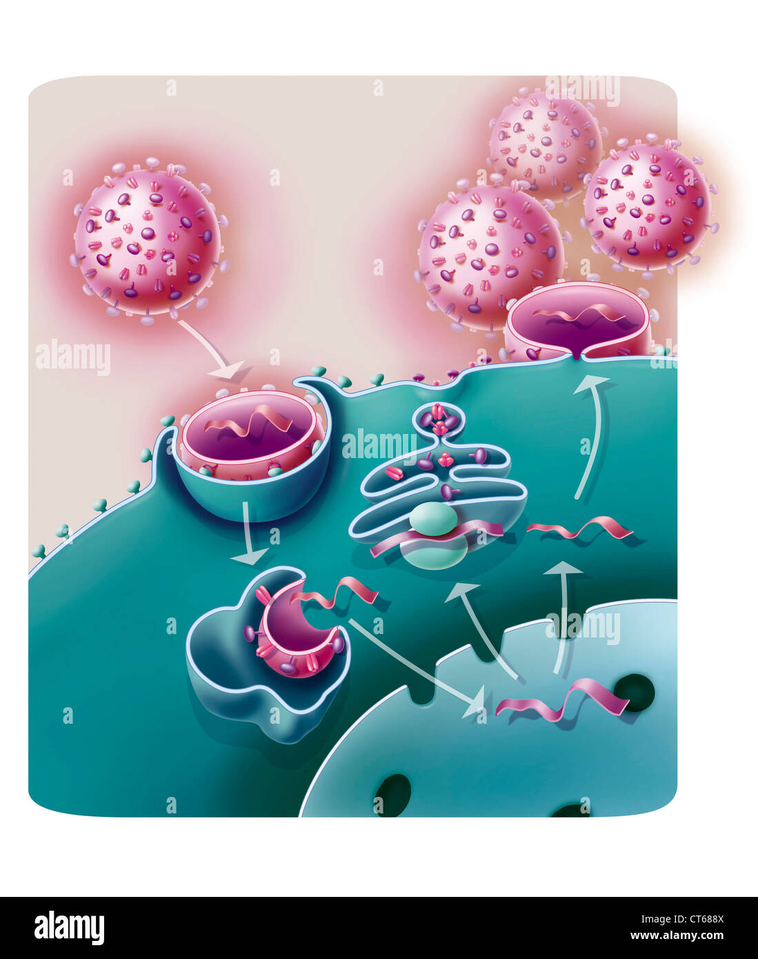 Infection influenza hi-res stock photography and images - Alamy
