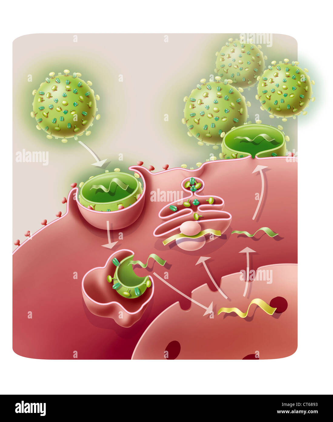 Plasmatic membrane hi-res stock photography and images - Alamy