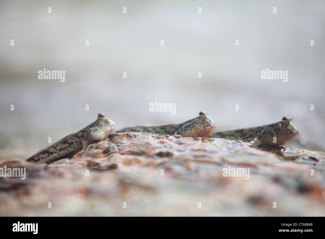 Mudskipper in a mangrove swamp on the coast of thailand Stock Photo - Alamy