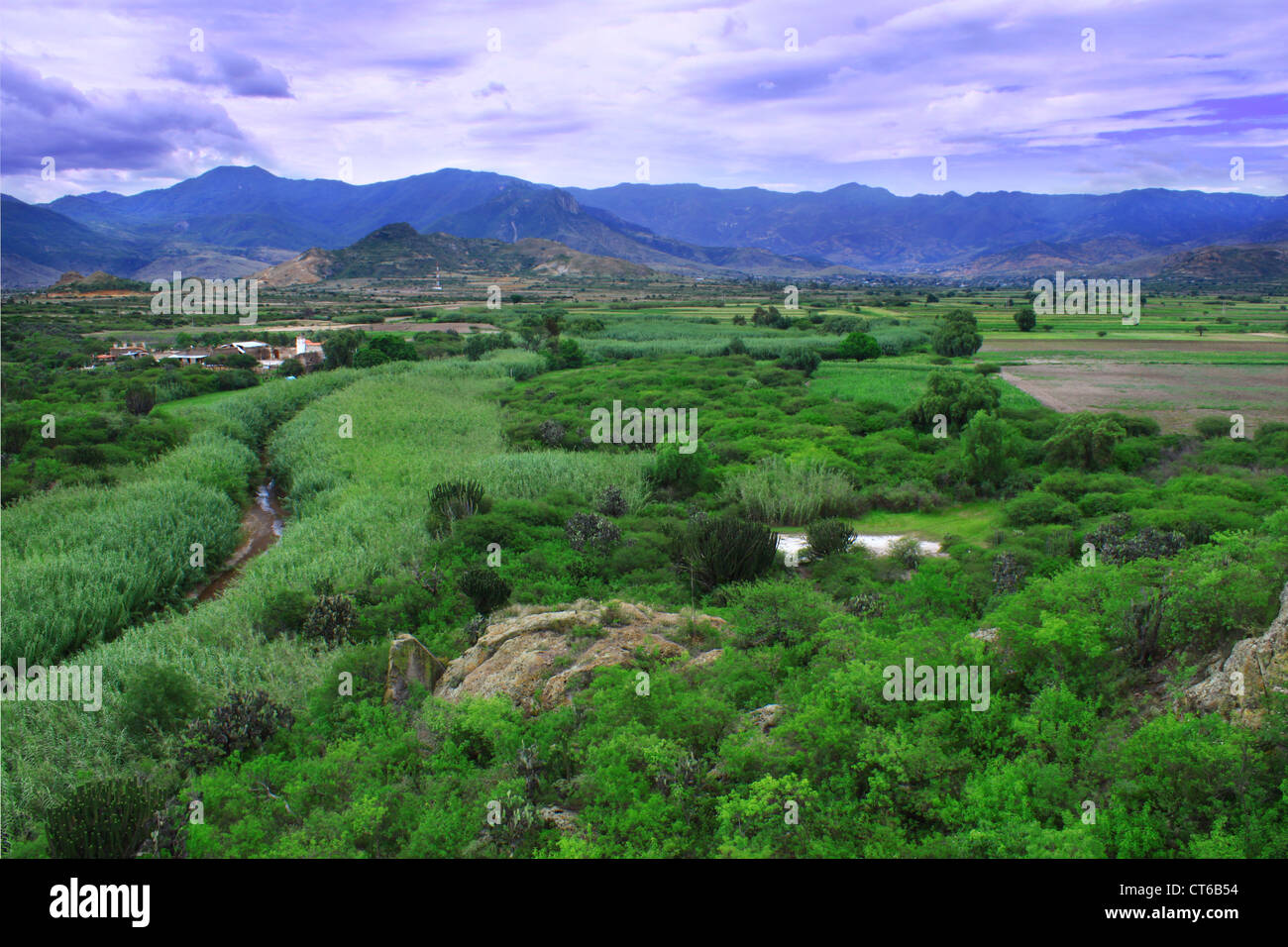 Lush Green Landscape