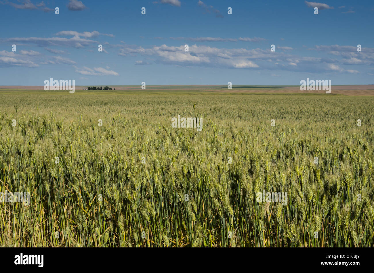 Tall wheat or grain in field under blue sky with white clouds Stock ...