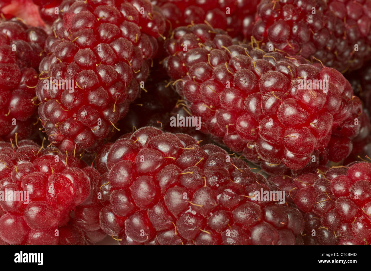 Tayberries hi-res stock photography and images - Alamy