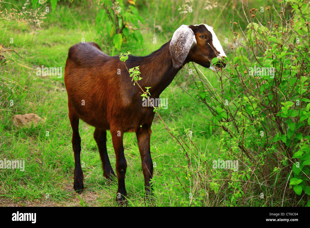 Brown coated goat foraging in green wild landscape Stock Photo - Alamy