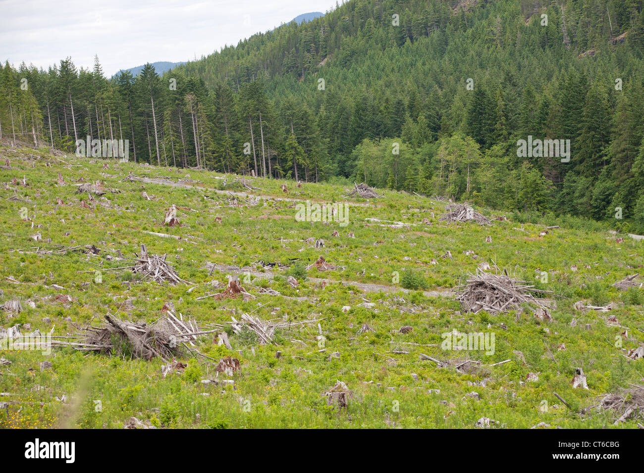 A clear cut on Vancouver Island leaves empty patches of forest Stock ...