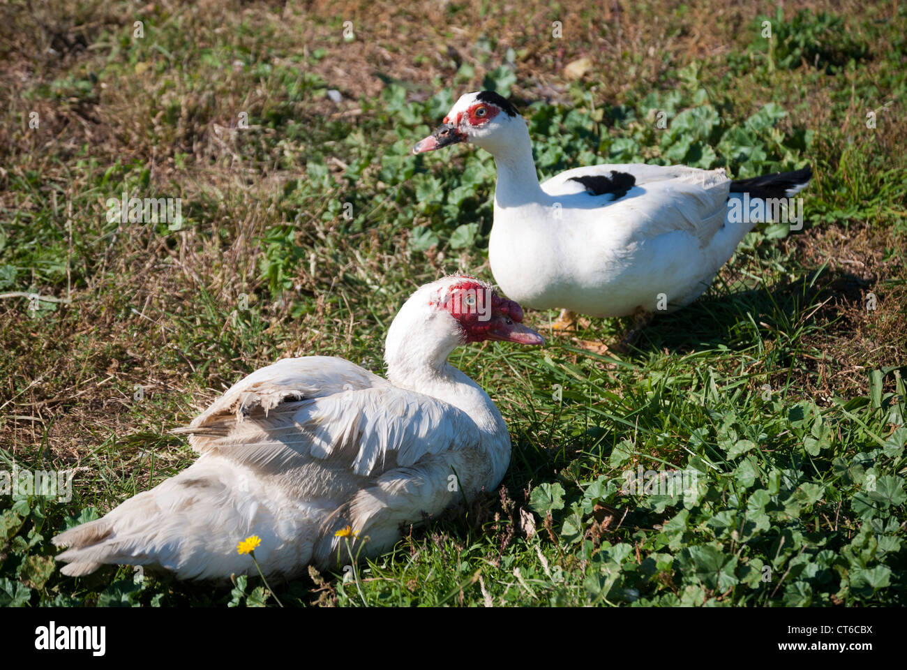 Female muscovy ducks hi-res stock photography and images - Alamy