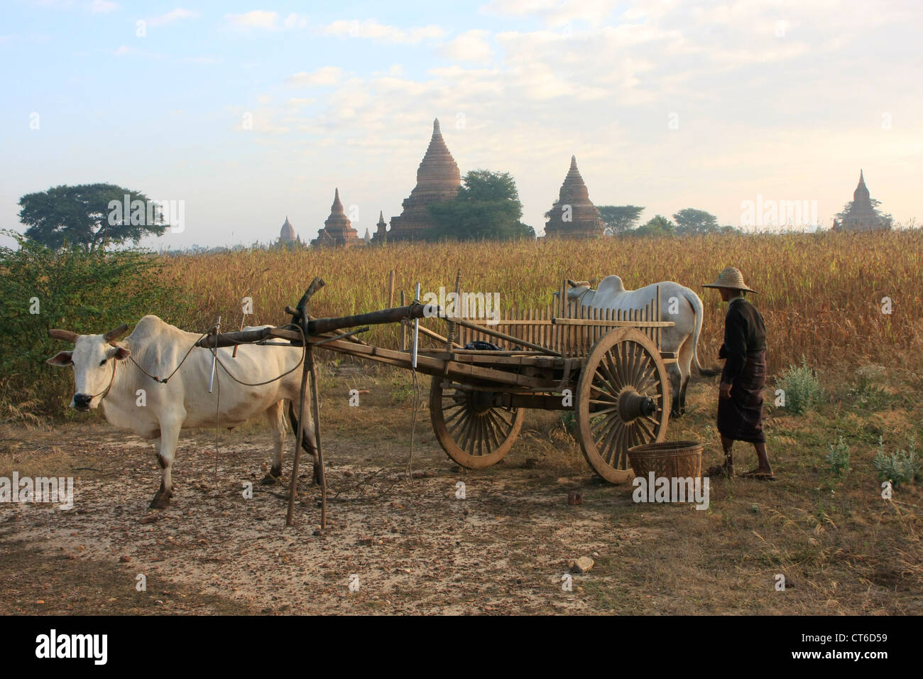 Burmese farmer with ox-cart in a field, Bagan Archaeological Zone ...