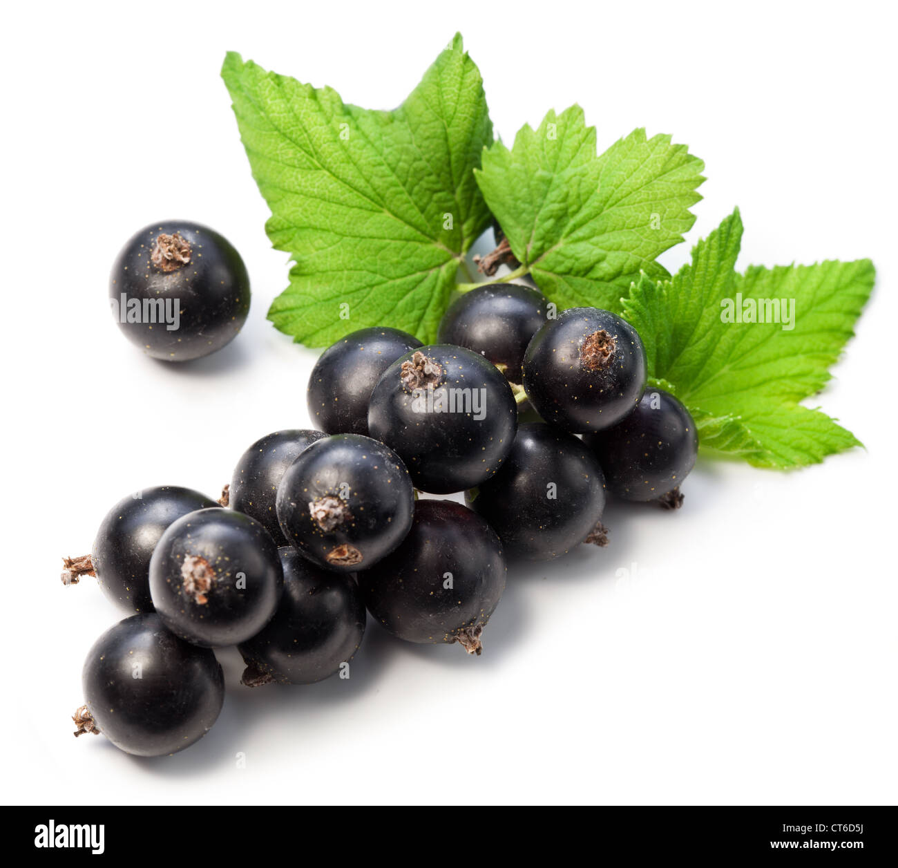 Branch of black currant on a white background Stock Photo - Alamy