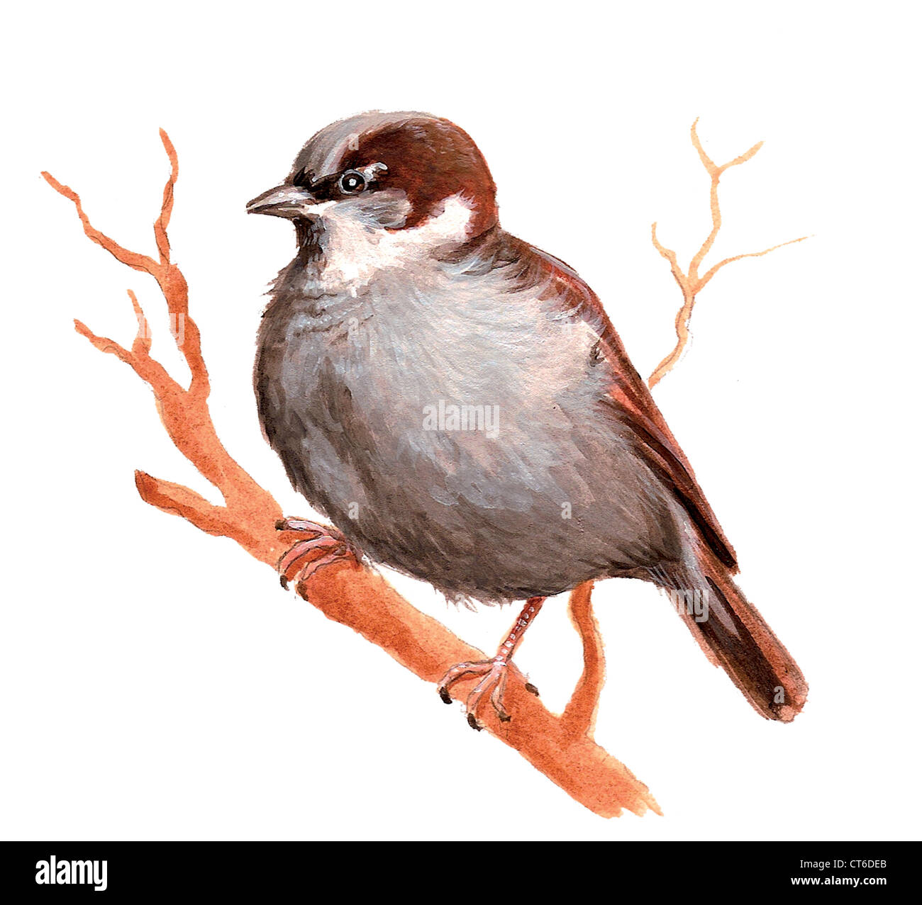 Sparrow Drawing