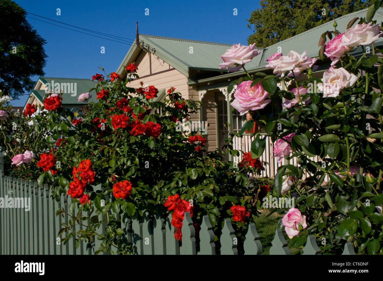 Roses growing and flowering along a fence Stock Photo - Alamy