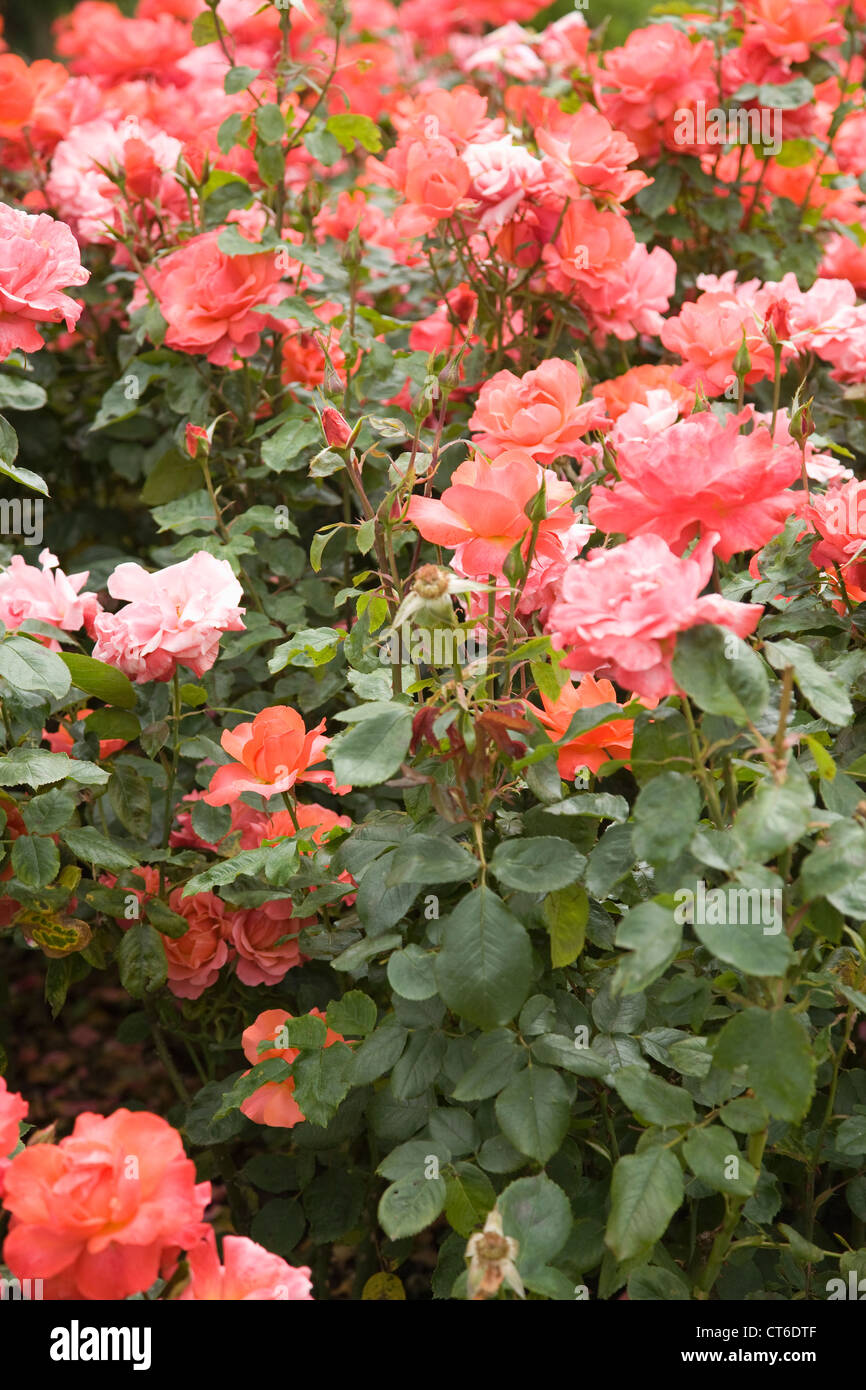 blooming rose garden Stock Photo - Alamy