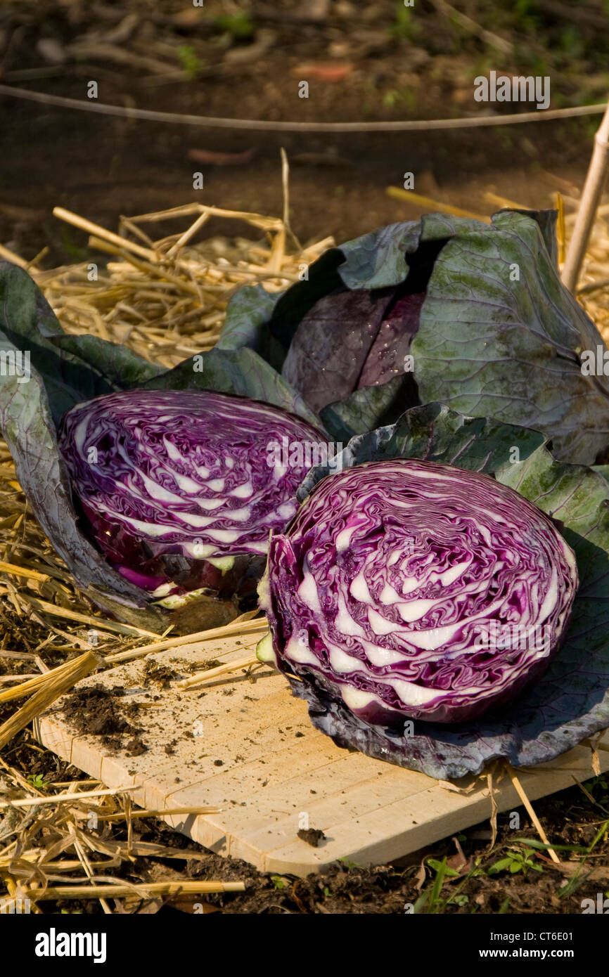 Freshly harvested red/purple Cabbage Stock Photo - Alamy