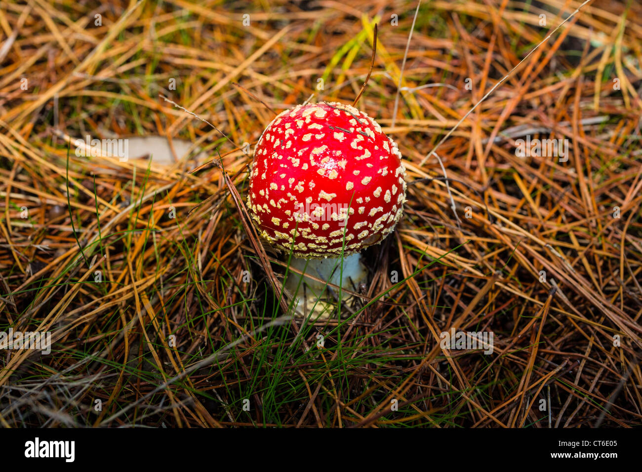 Fly Agaric Mushroom Fungi Stock Photo - Alamy