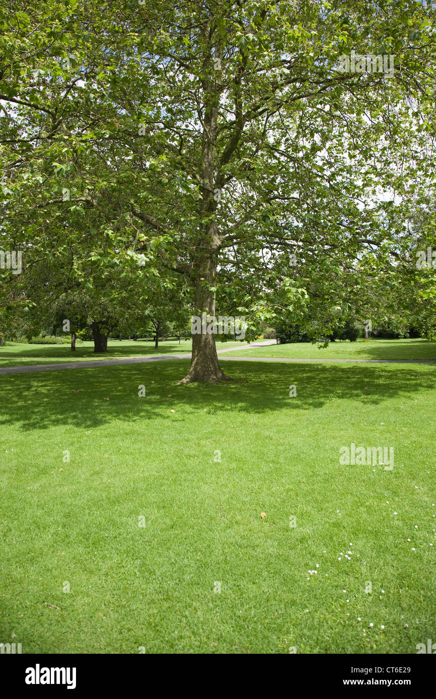 trees in a British park Stock Photo - Alamy