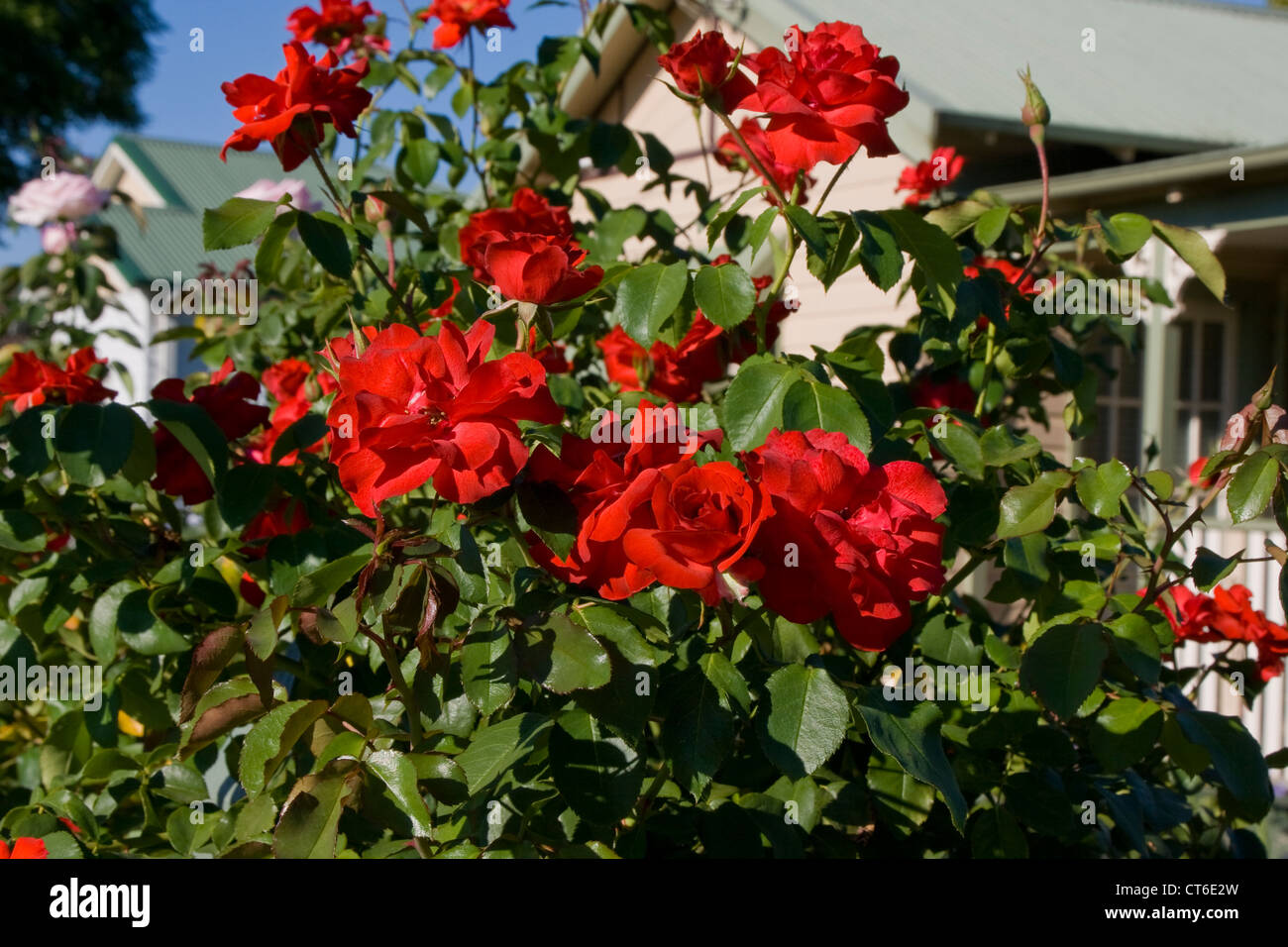 Roses growing and flowering along a fence Stock Photo - Alamy