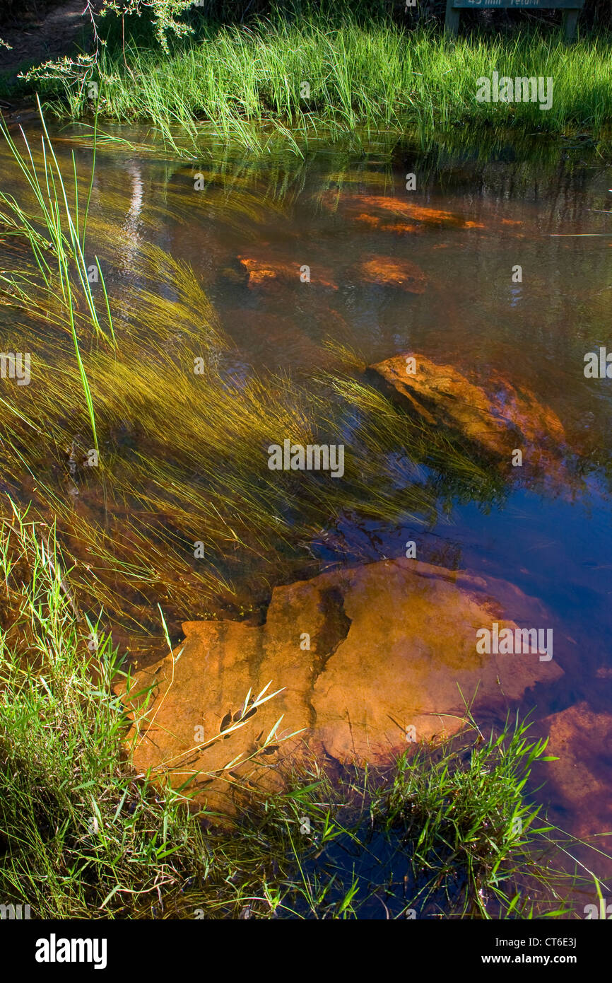 Australian reeds hi-res stock photography and images - Alamy