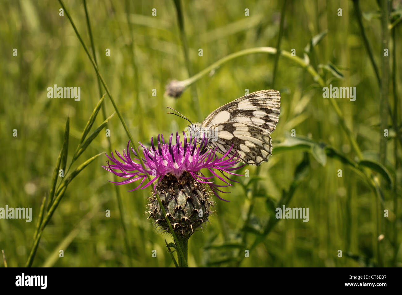 Marbled White Butterfly Stock Photo - Alamy