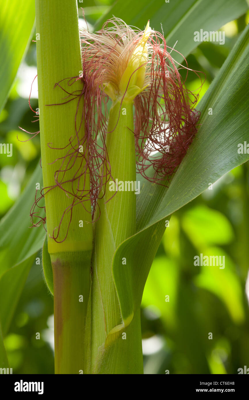 new cob of corn, green leaf and stem Stock Photo - Alamy