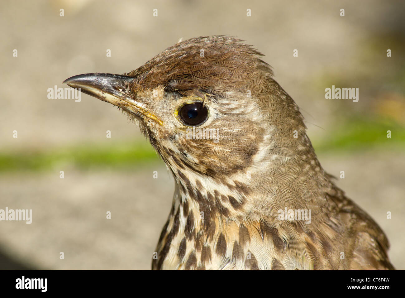 Thrush Bird The Hobbit