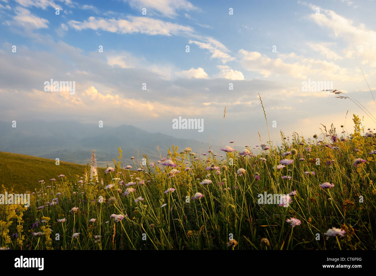 Meadow flowers at sunset Stock Photo - Alamy