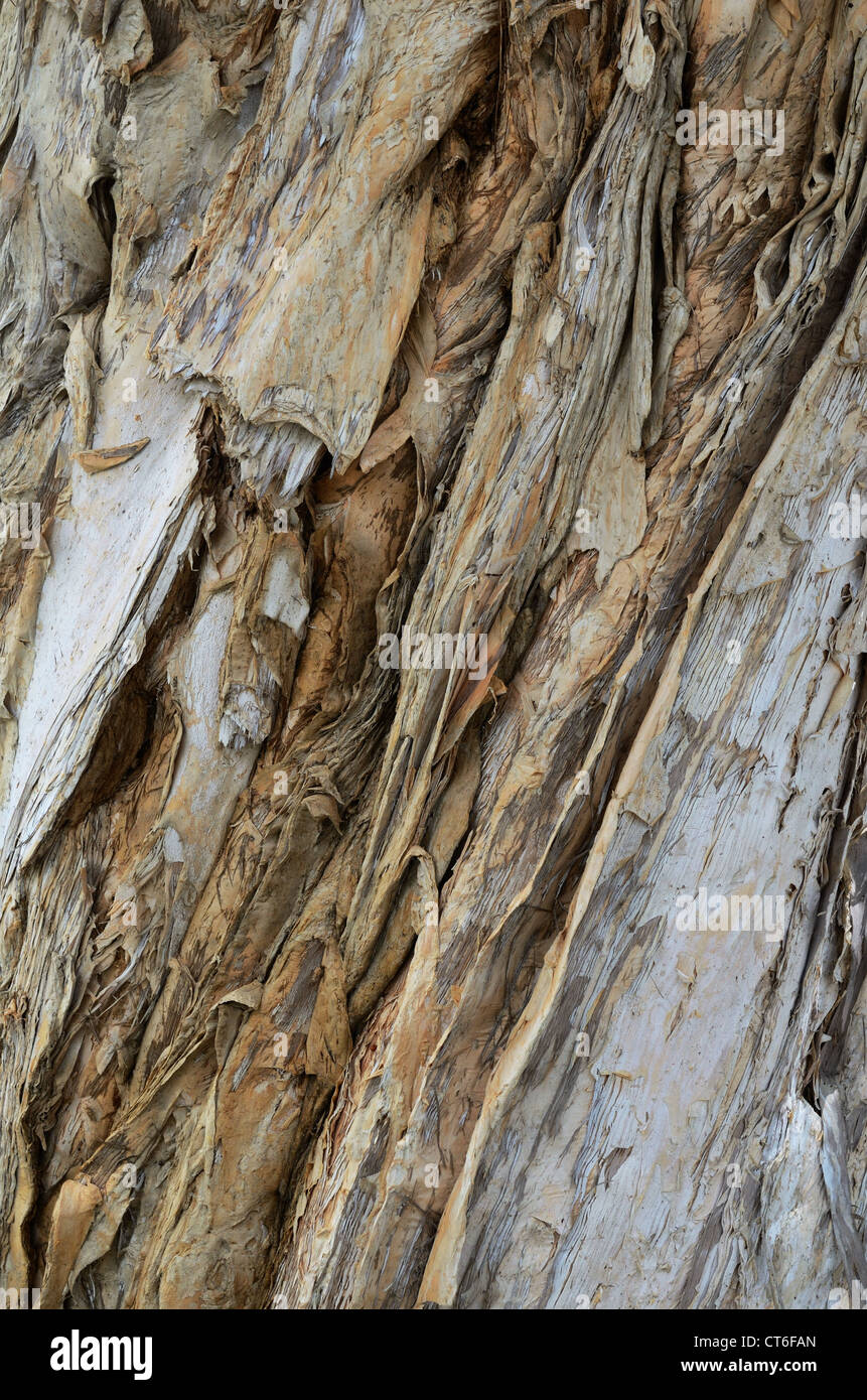 Tree bark texture of Melaleuca (Paperbark Tree Stock Photo - Alamy