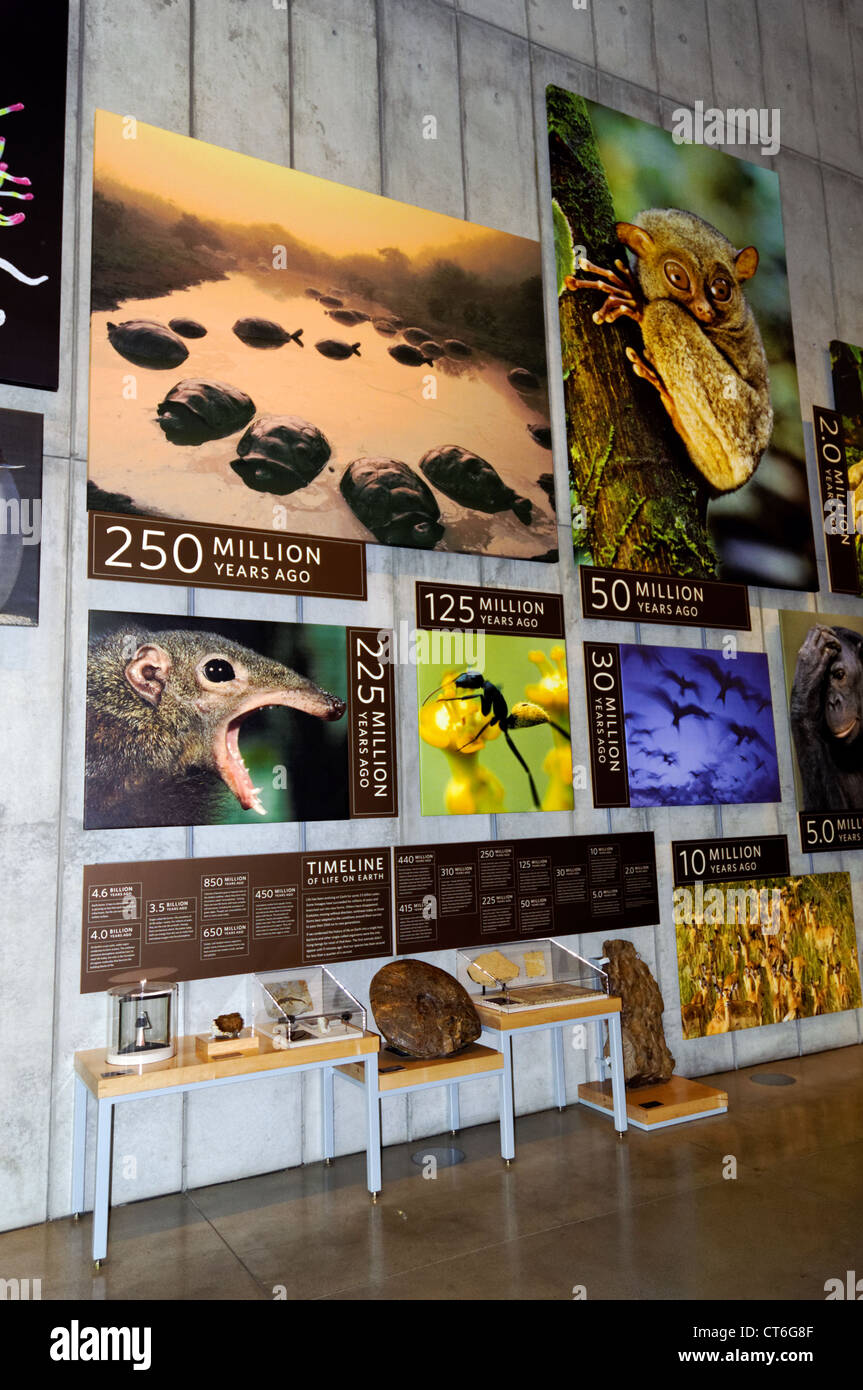 Evolution Display, California Academy of Sciences, San Francisco ...