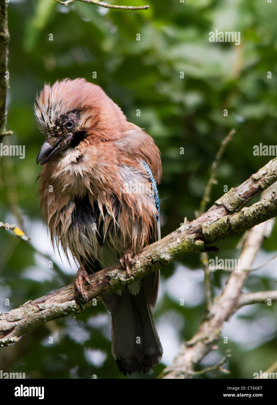 Juvenile jay hi-res stock photography and images - Alamy