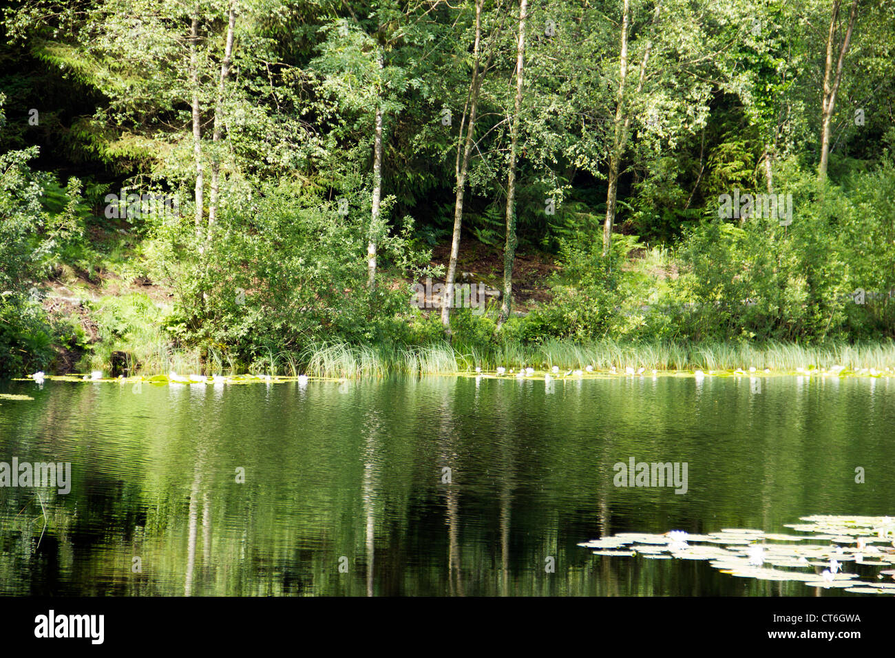 Kirroughtree Forest in Galloway - Scotland Stock Photo - Alamy