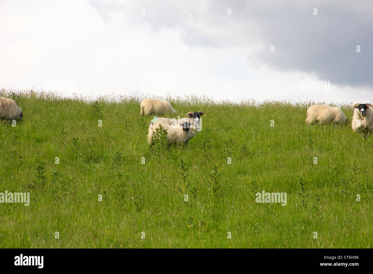 Blackfaced Sheep on Culvennan Fell in Galloway - Scotland Stock Photo ...