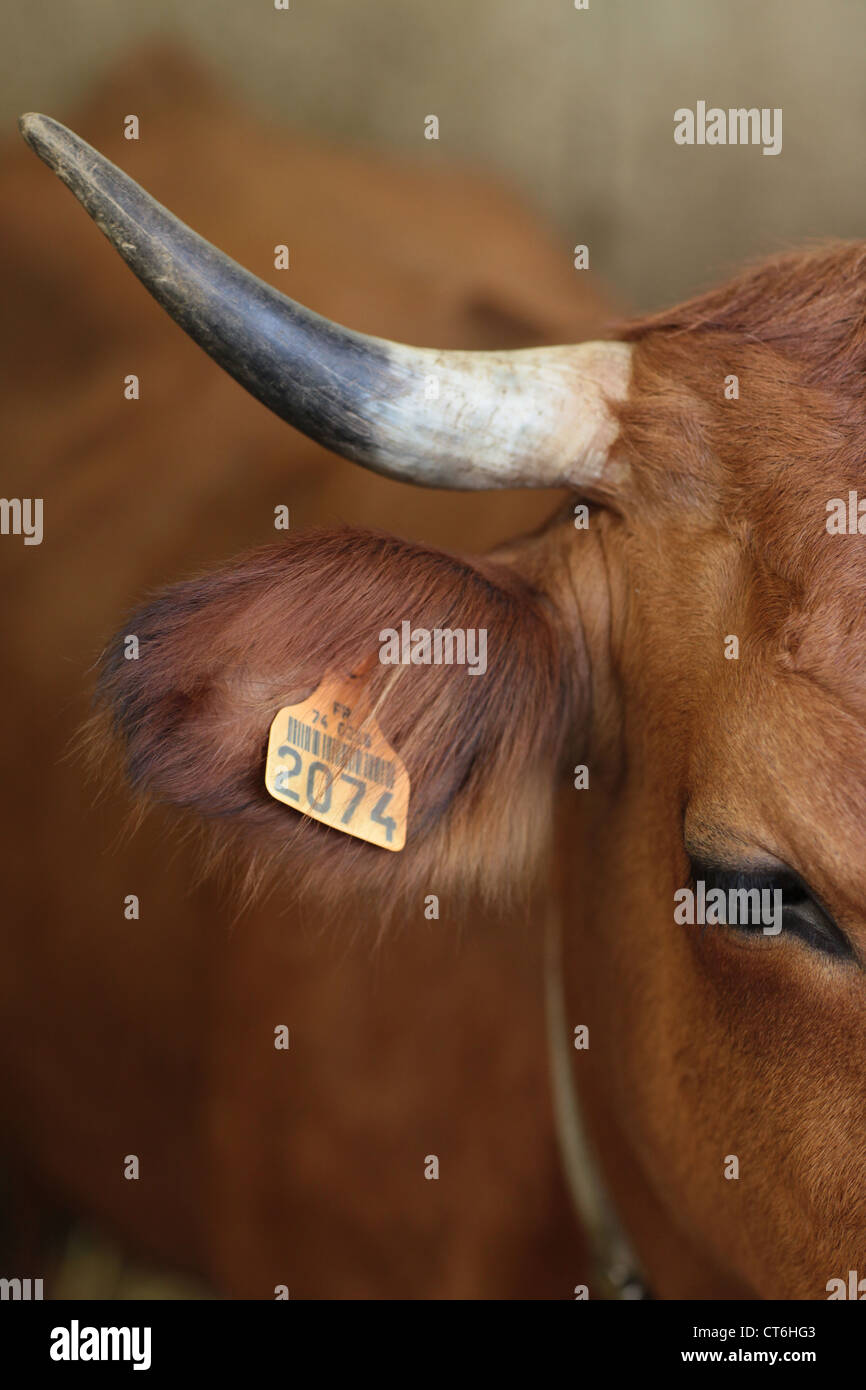 Cow barns hi-res stock photography and images - Alamy