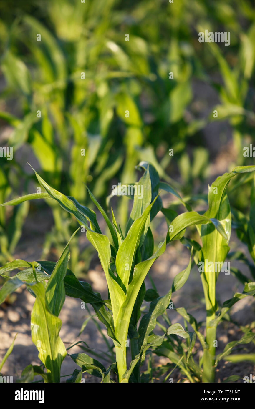 Cultured corn hi-res stock photography and images - Alamy