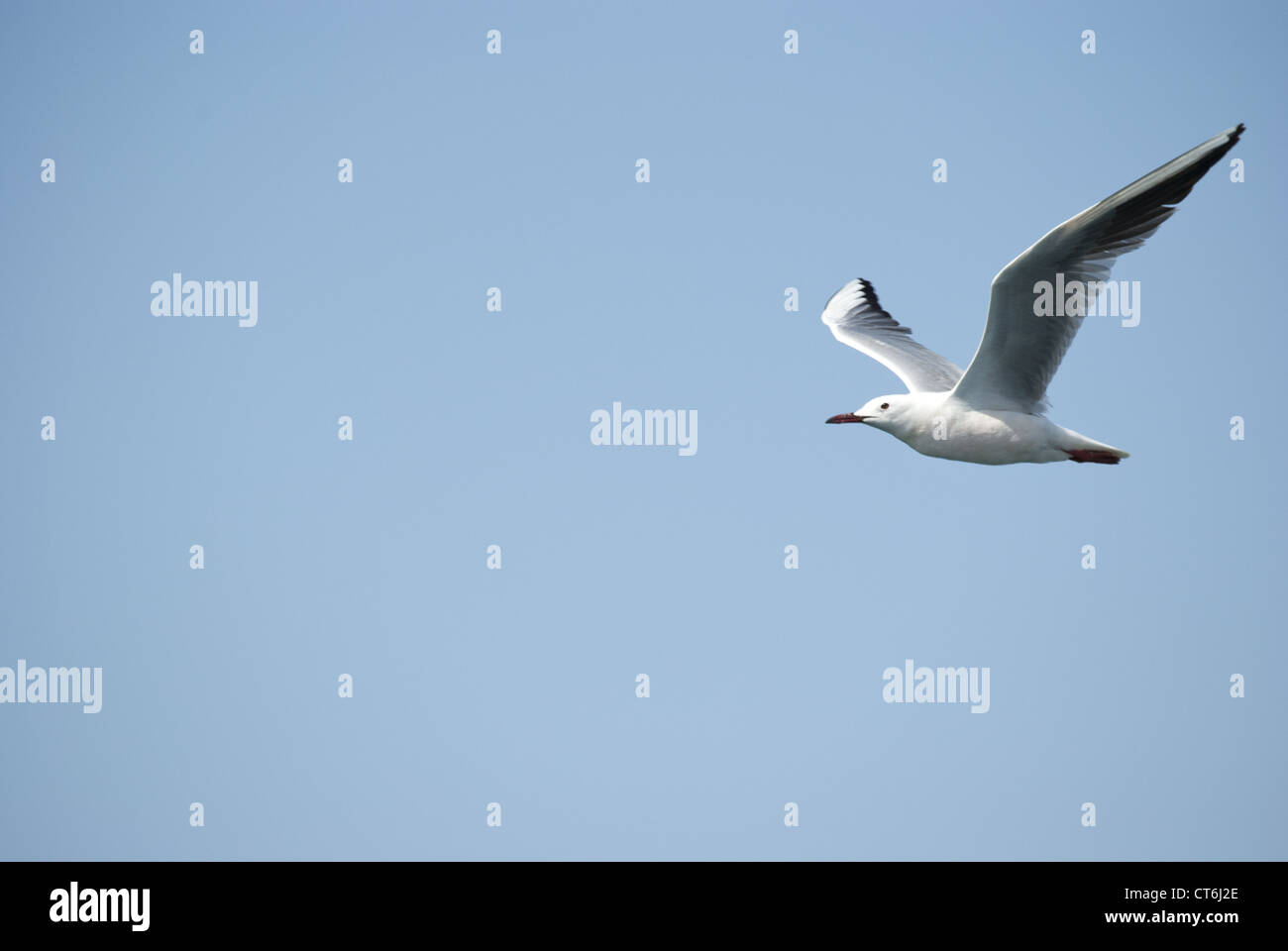 Flying bird enjoying his freedom Stock Photo - Alamy