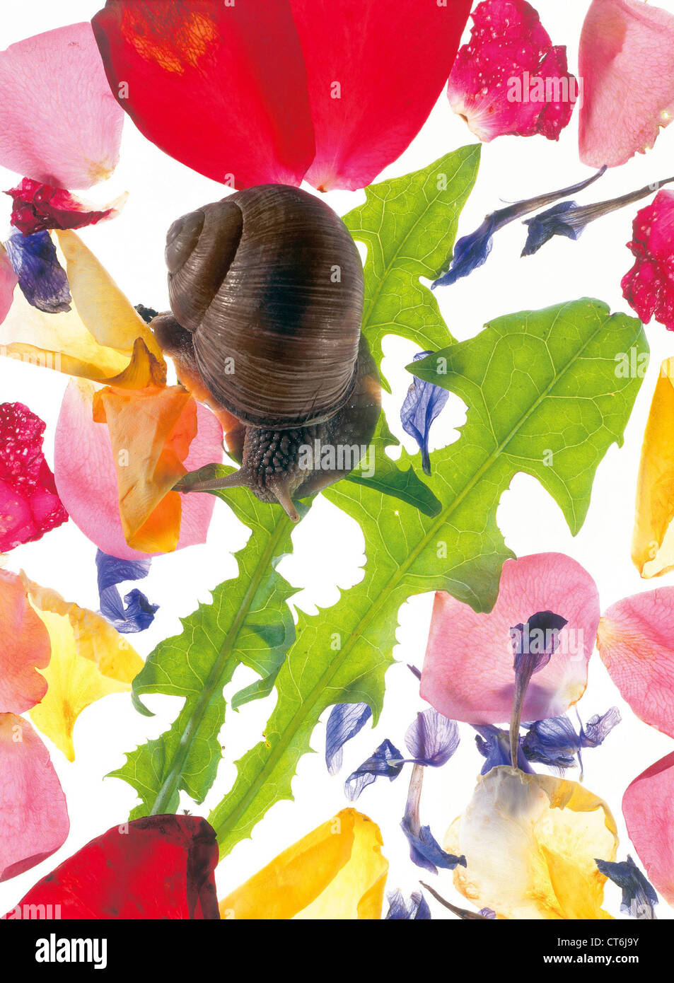 Translucent snail hi-res stock photography and images - Alamy