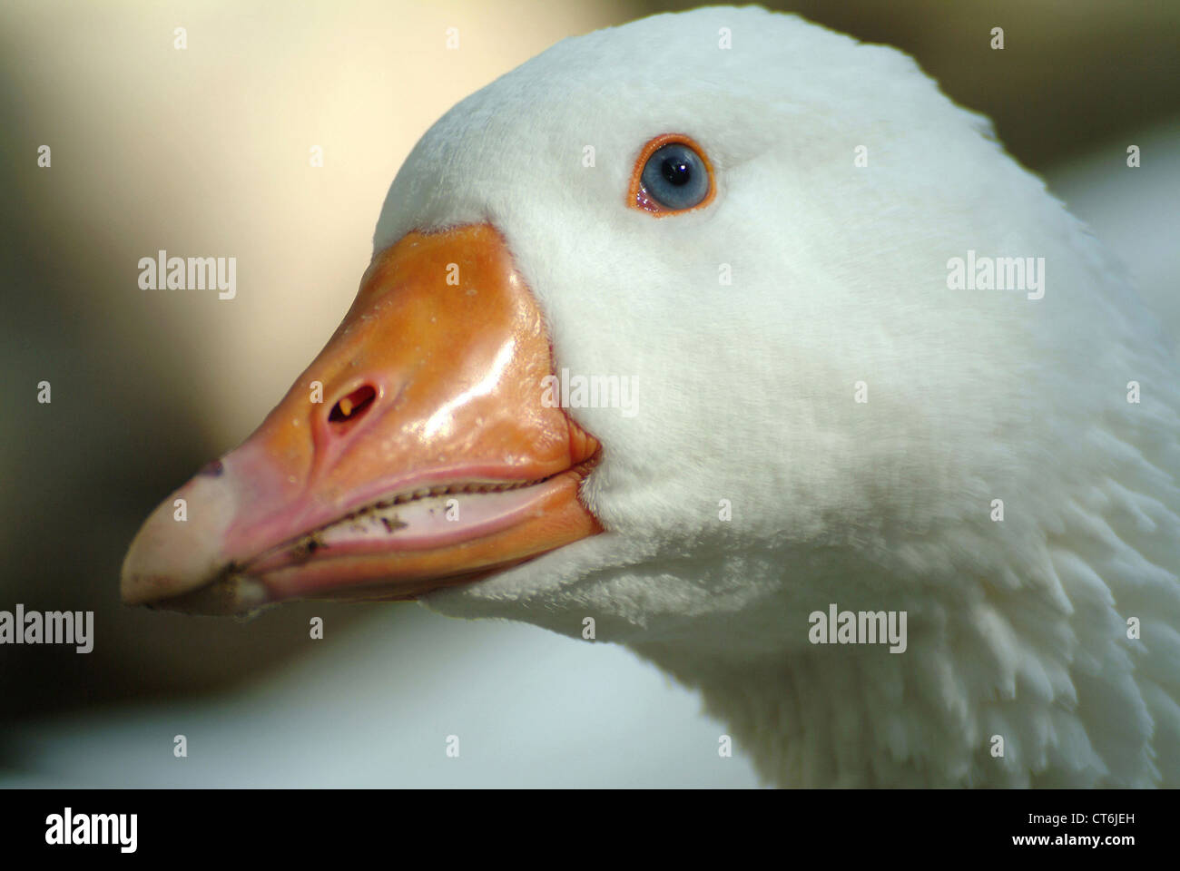 Portrait of a goose hi-res stock photography and images - Alamy