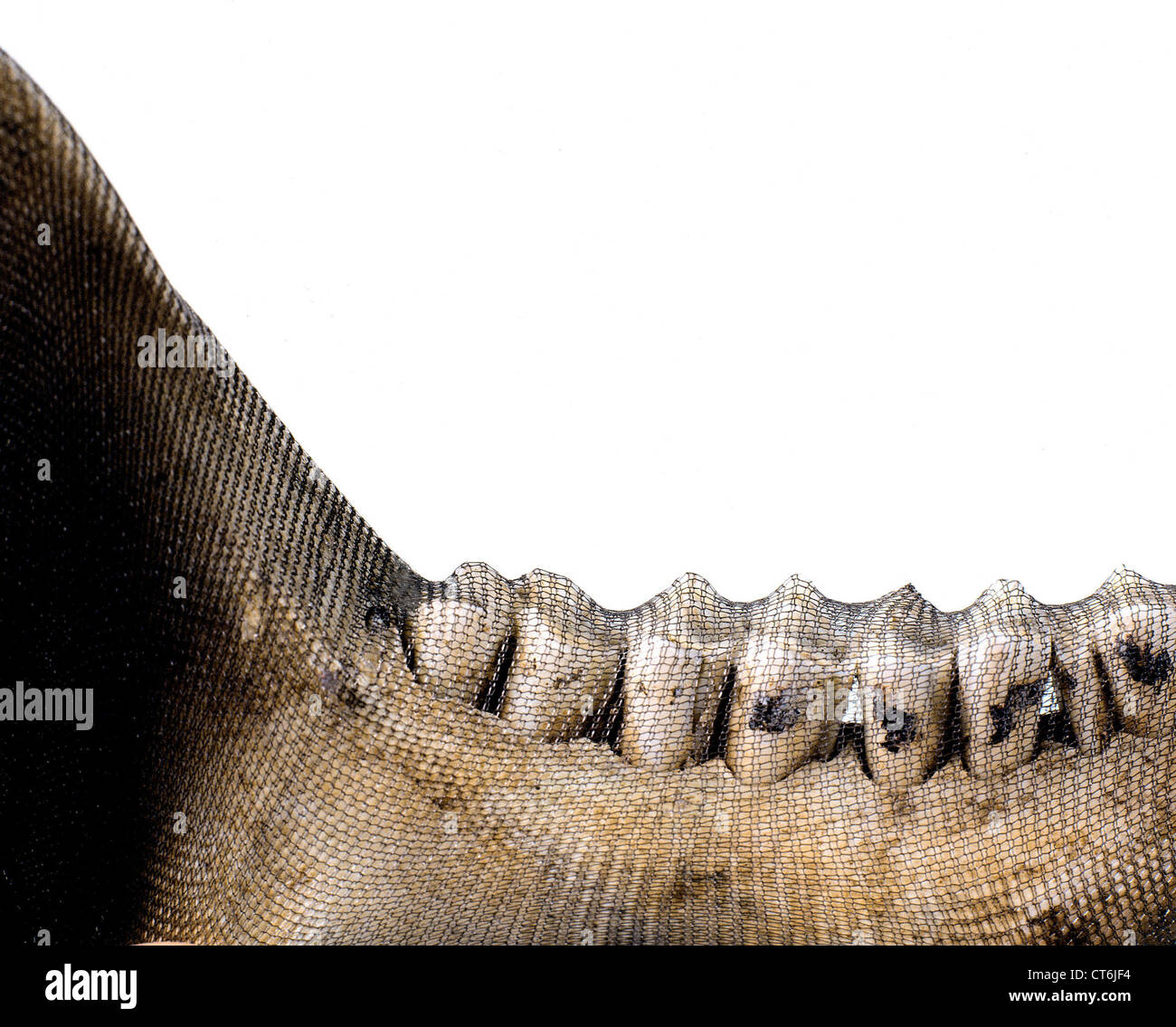 Network stockings hi-res stock photography and images - Alamy