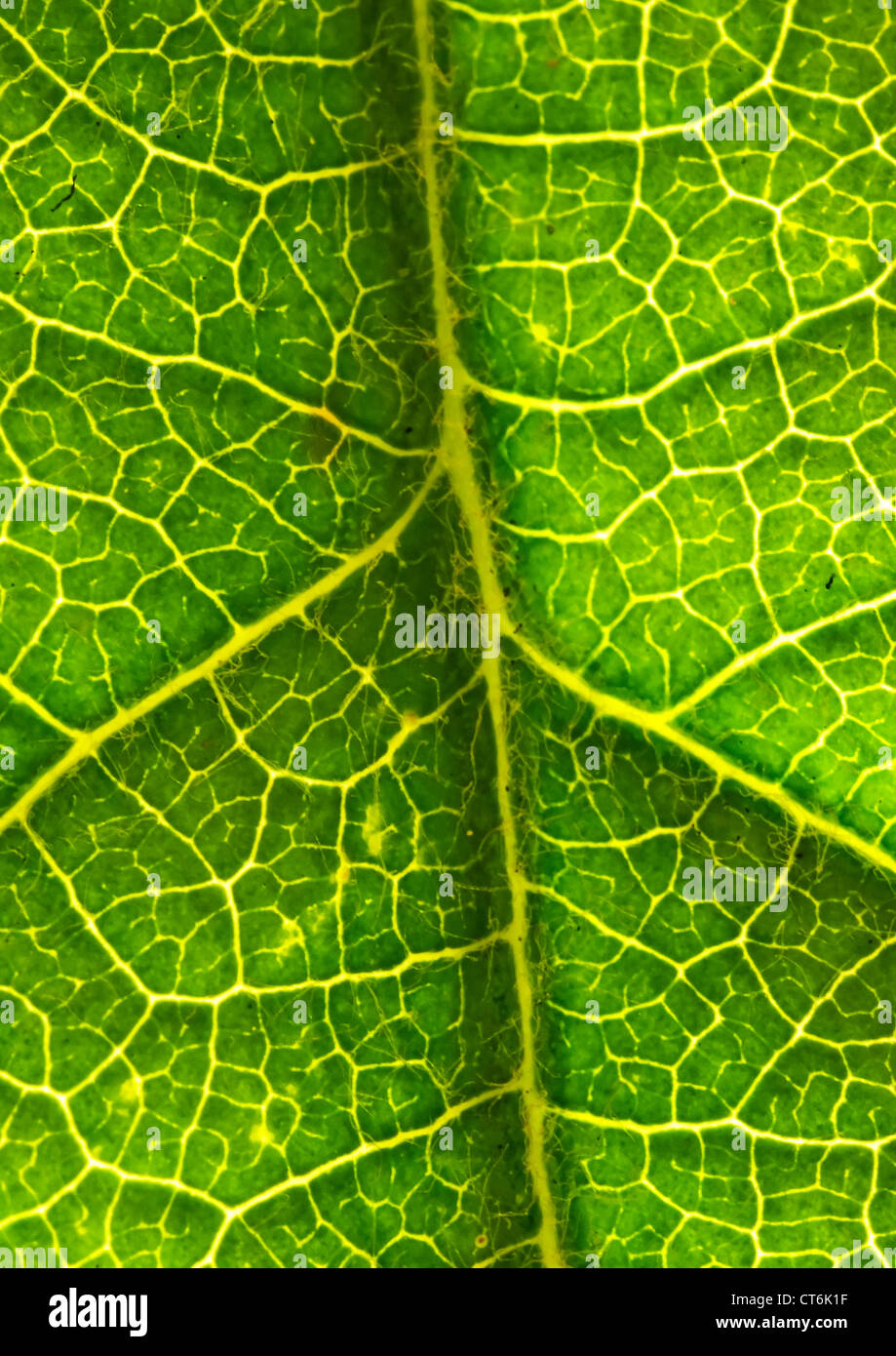 closeup of a leaf Stock Photo - Alamy