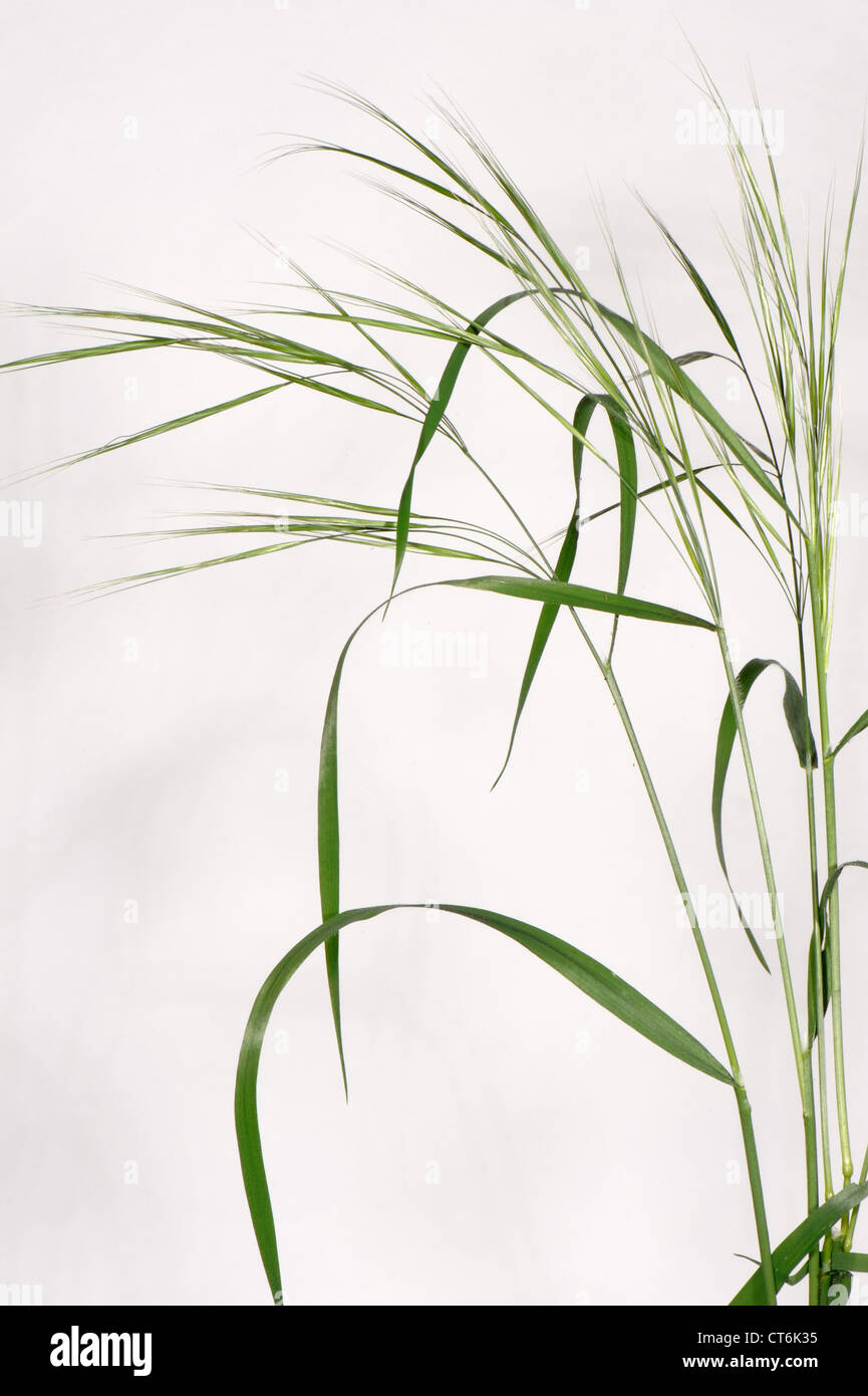 Sterile or barren brome (Bromus sterilis) flower spike panicles Stock ...