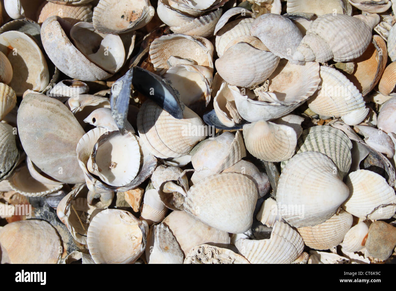 sea shells on a beach Stock Photo - Alamy