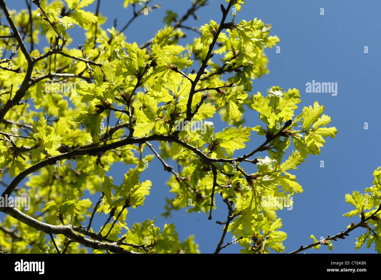 Young oak tree (Quercus robur) foliage backlit against against a blue ...