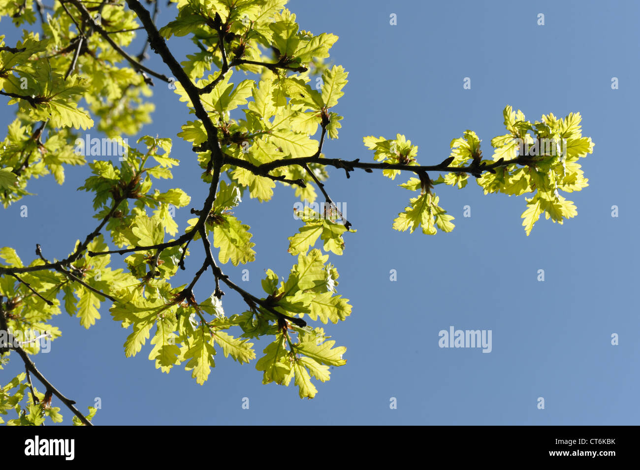 Young oak tree (Quercus robur) foliage backlit against against a blue ...
