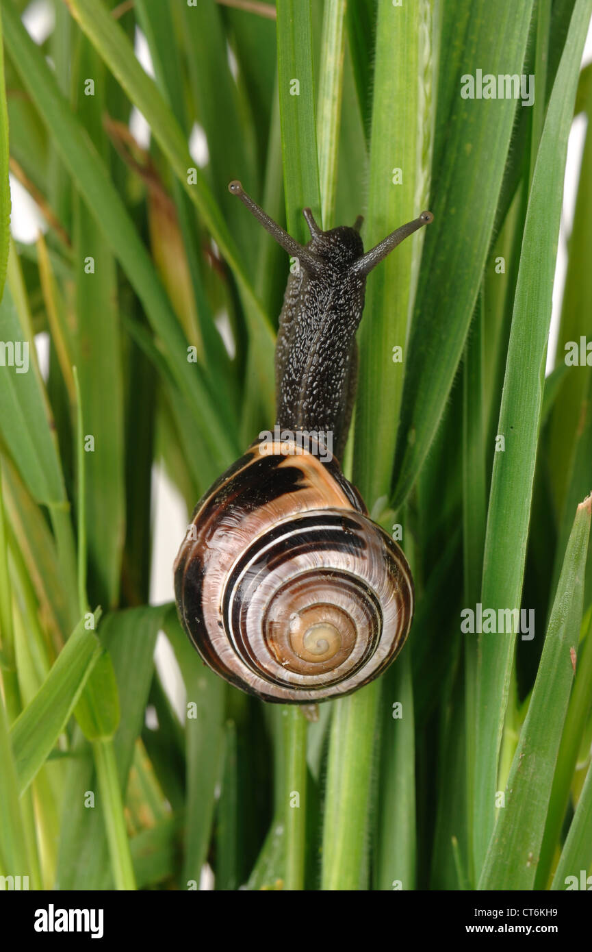 Mollusc band hi-res stock photography and images - Alamy